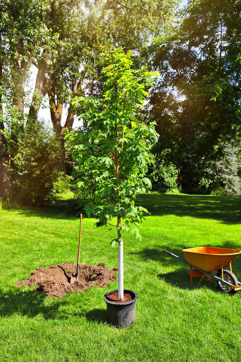 Planting These 5 Trees in Your Yard Can Add Thousands to Your Property ...