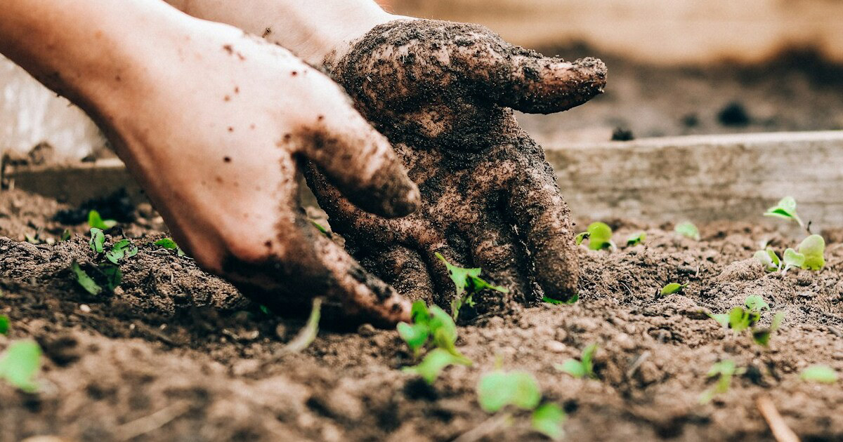10 Ways to Improve Your Vegetable Garden Soil 10 Ways to Improve Your Vegetable Garden Soil