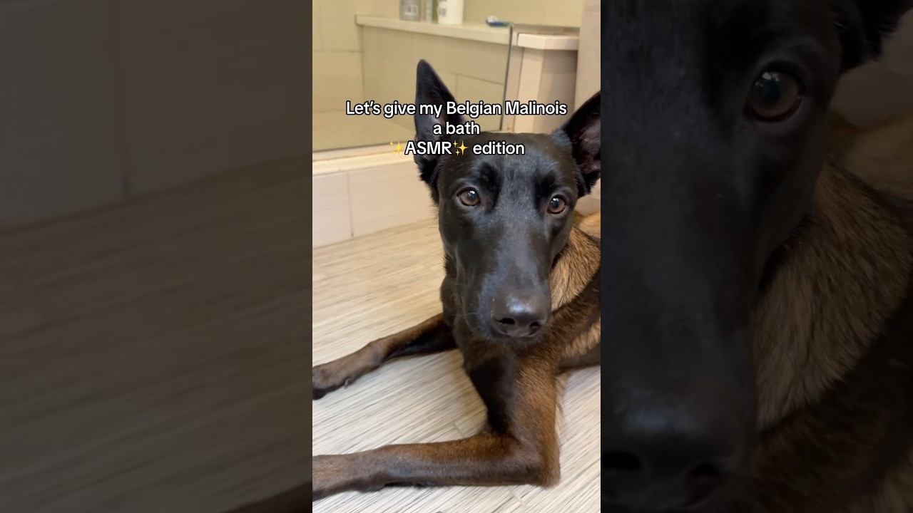 Watch my Belgian Malinois get squeaky clean today