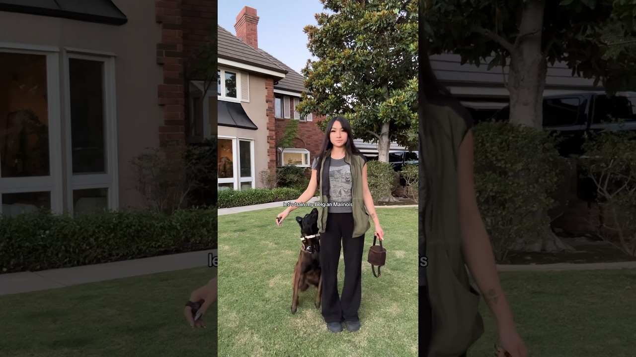 Let’s put my Belgian Malinois through a training session