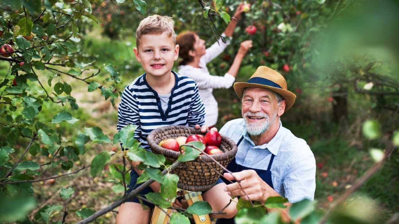 Explore the Top 15 Orchards for Apple Picking Fun