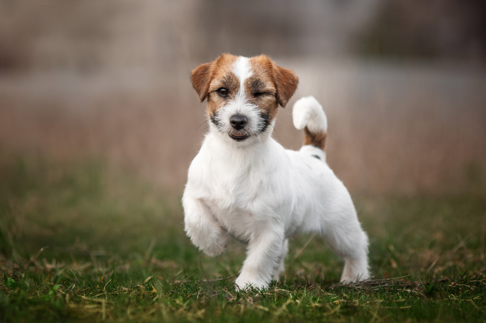Common misconceptions about dogs, debunked Common misconceptions about dogs, debunked