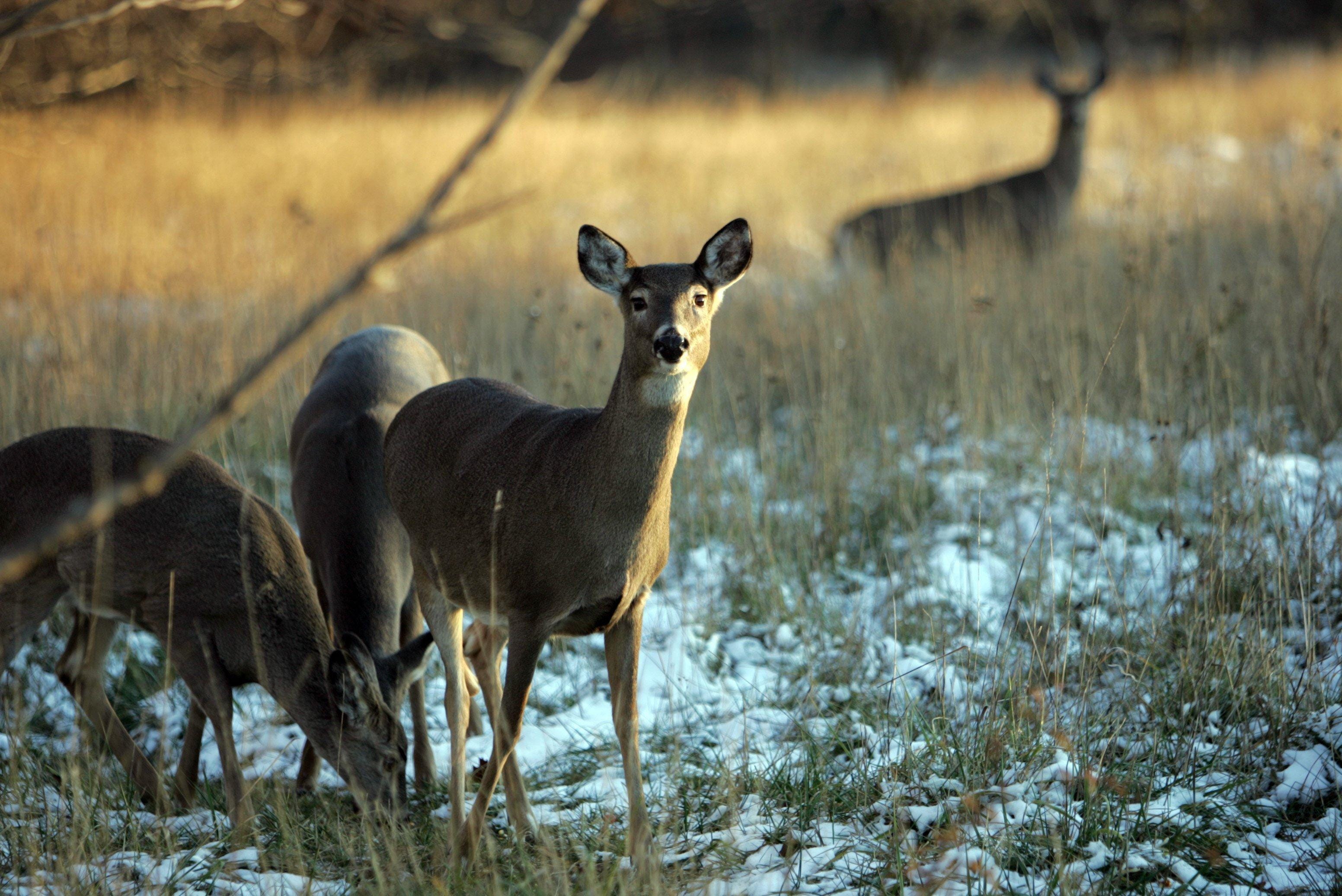 Is it too late to get deer hunting license? How to get a tag before opener