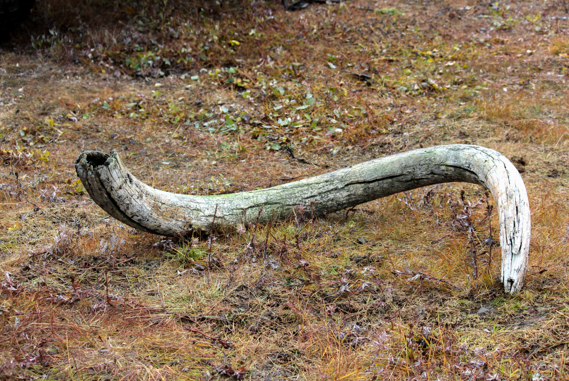 How scientists are bringing animals back from extinction