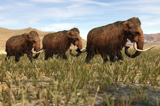 How scientists are bringing animals back from extinction How scientists are bringing animals back from extinction
