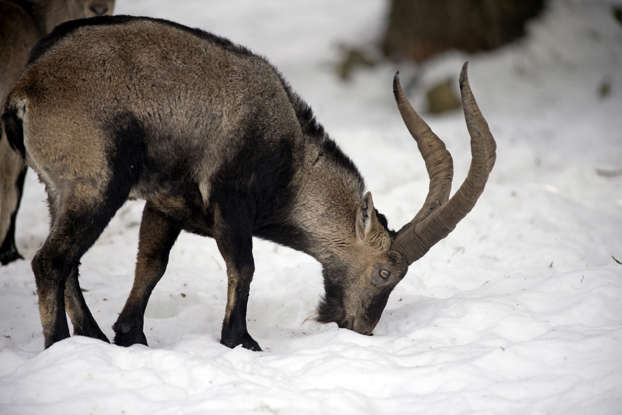 How scientists are bringing animals back from extinction How scientists are bringing animals back from extinction