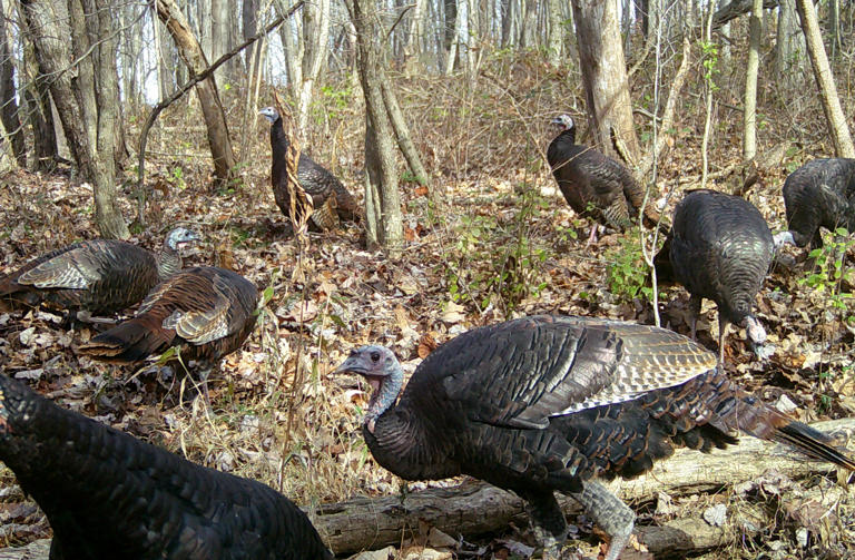 Ohio hunters had successful season as state sees 'renewed interest in ...