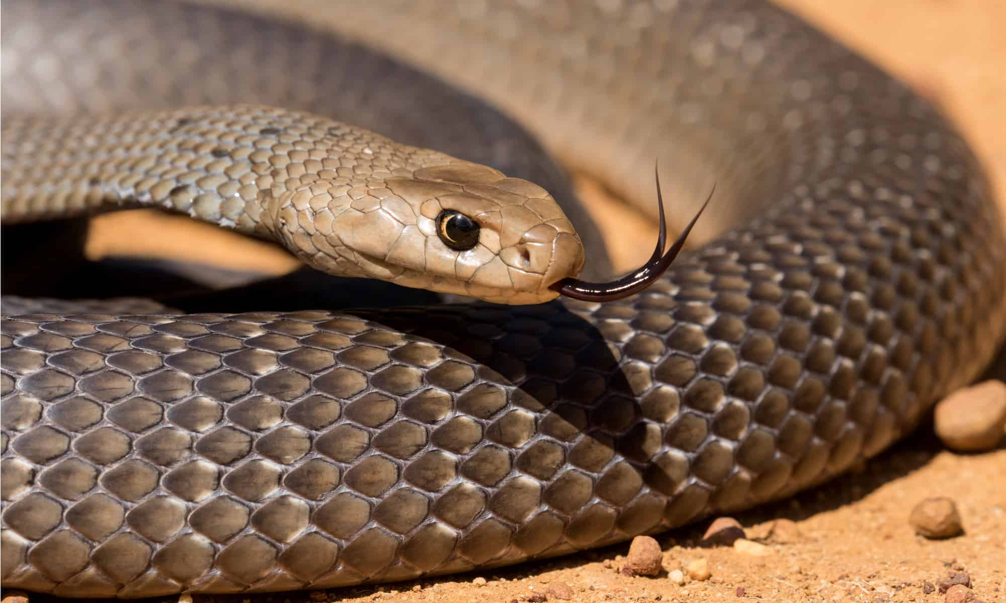 The Most Toxic Snake Species on Every Continent on Earth