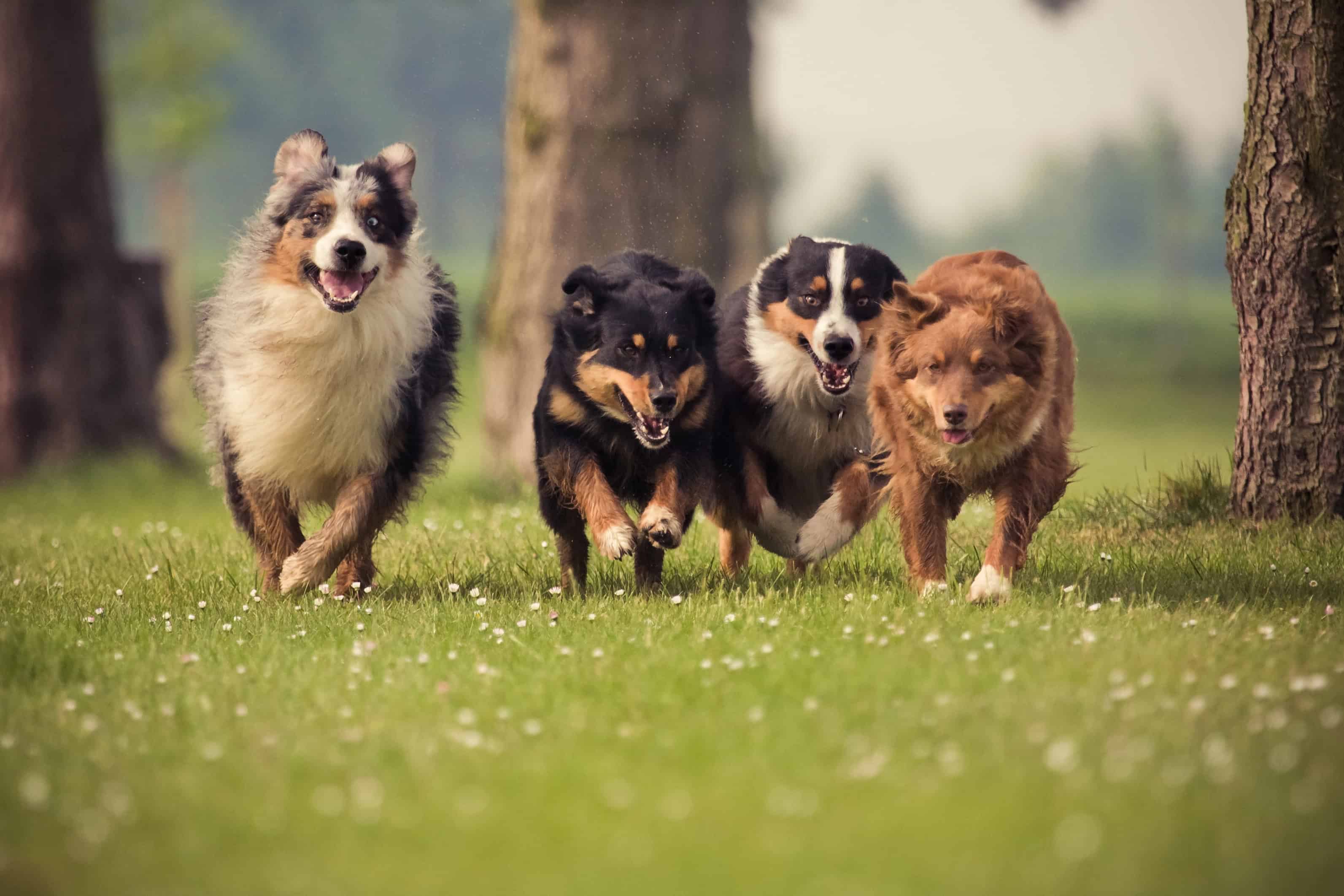 13 Dog Breeds So Fast, They’ll Leave You in the Dust