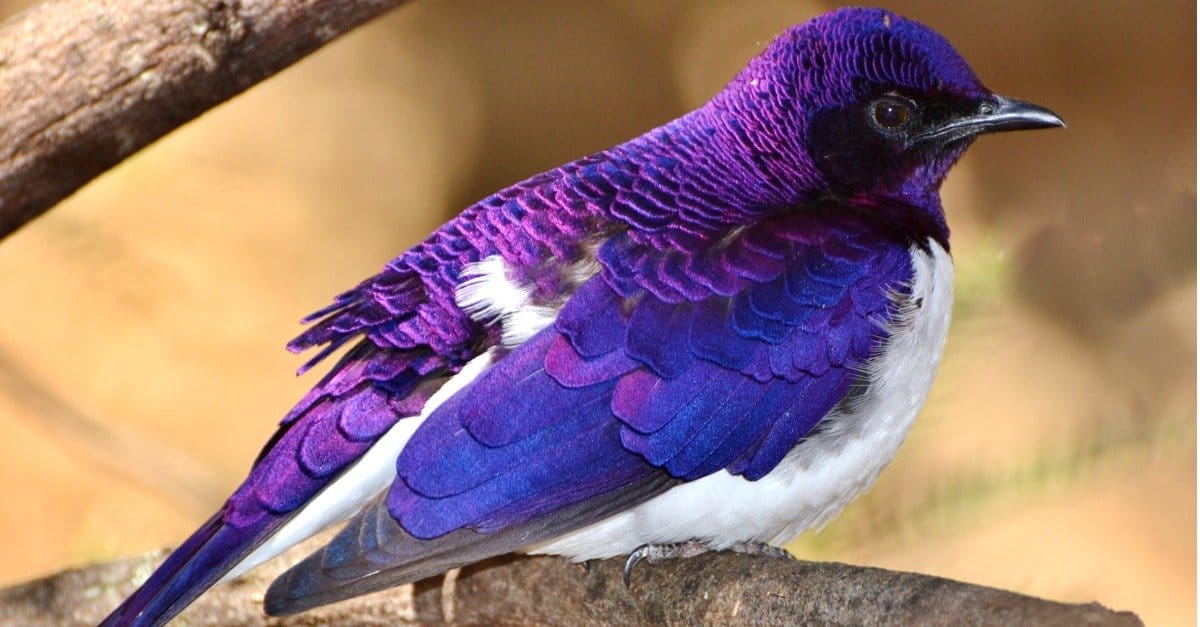 10 Stunning Creatures That Are Naturally Purple