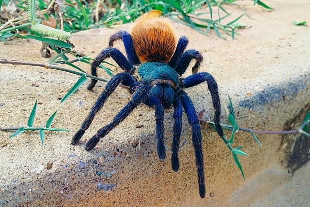 Large spiders coming into Oxfordshire homes as UK tarantulas confirmed
