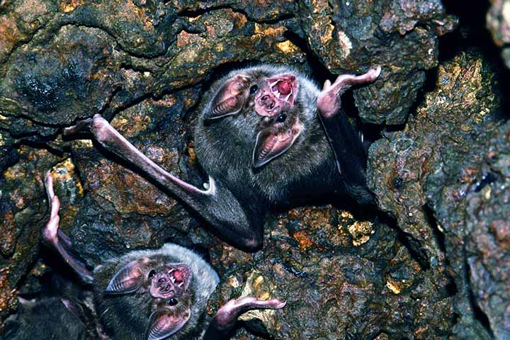 Espécies de animais com dentes extremamente afiados