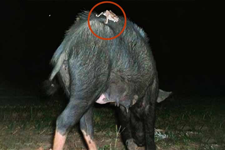 Espécies de animais com dentes extremamente afiados