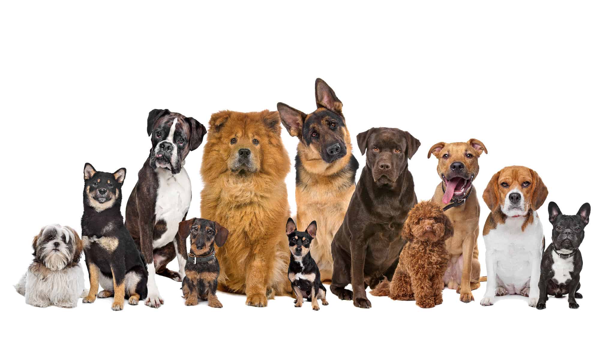 The U.S. States That Limit How Many Dogs You Can Have