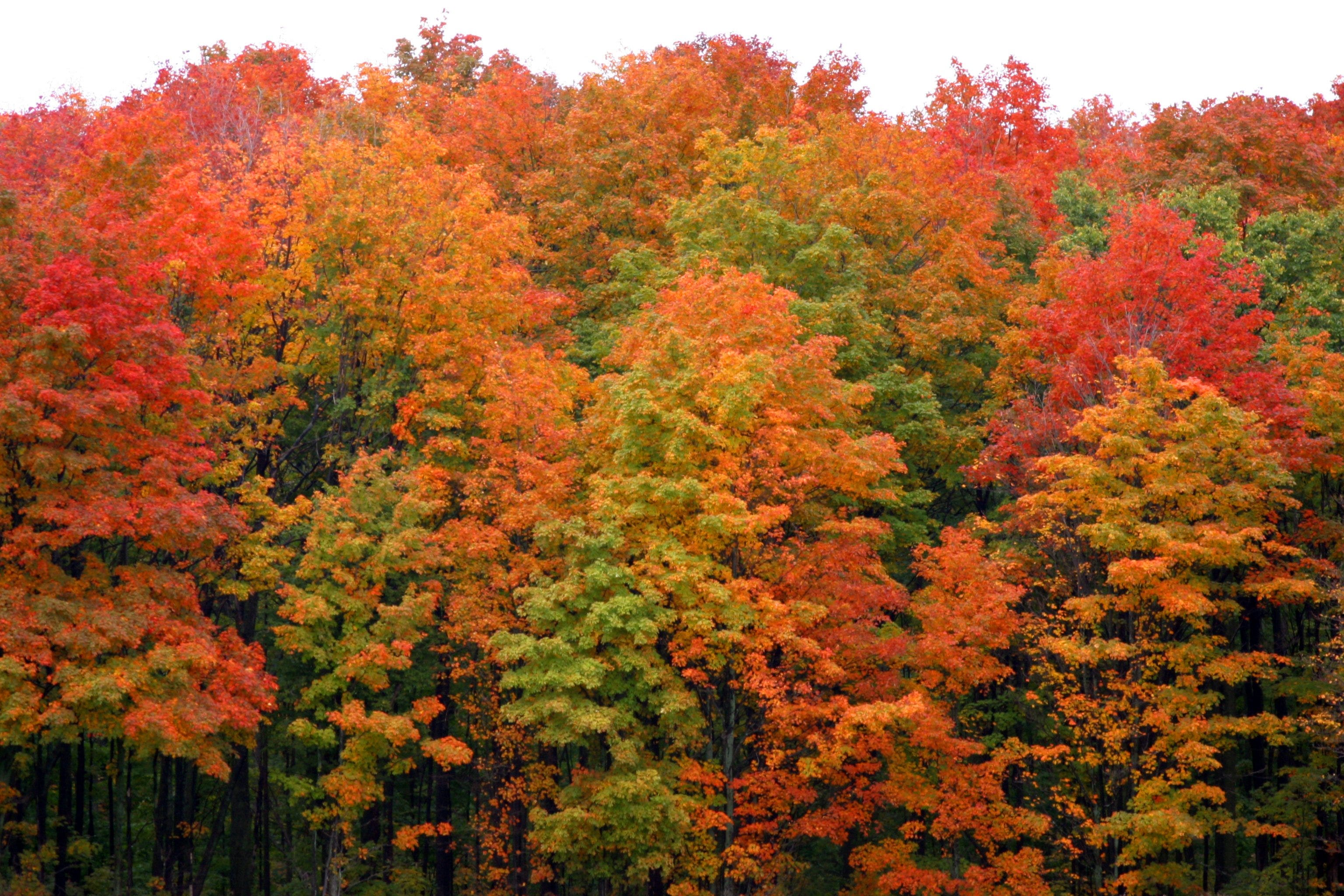It's still summer, but fall color isn't far off. When leaves will ...