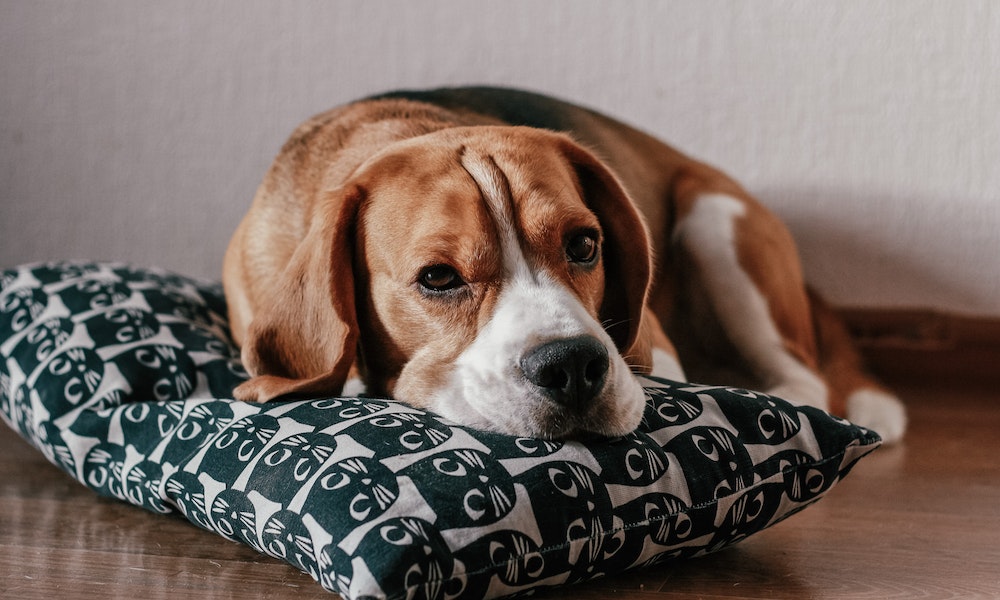 15 Dog Breeds That Will Seriously Test Your Patience
