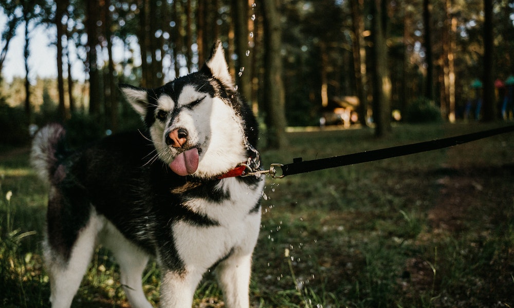 20 Dog Breeds That Strut, Sass, and Steal the Spotlight