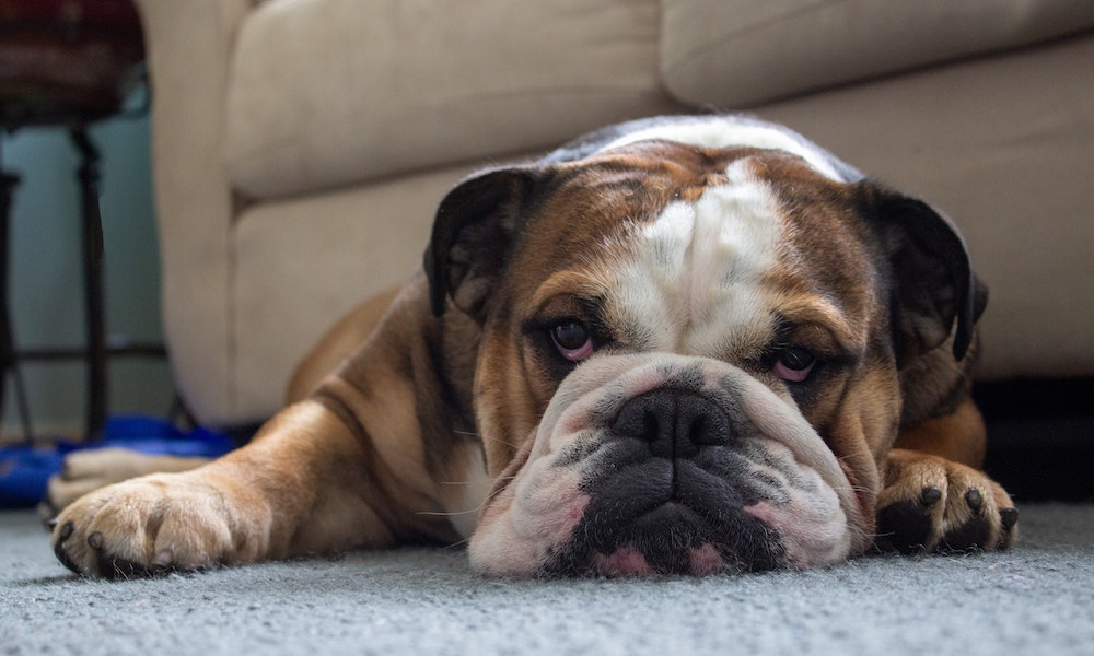 The Most Lovable Flat-Faced Dog Breeds (You’ll Want Them All)
