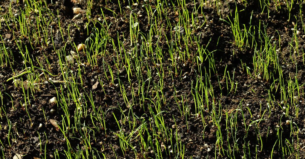 10 Useful Gardening Tips For Growing Grass From Seed