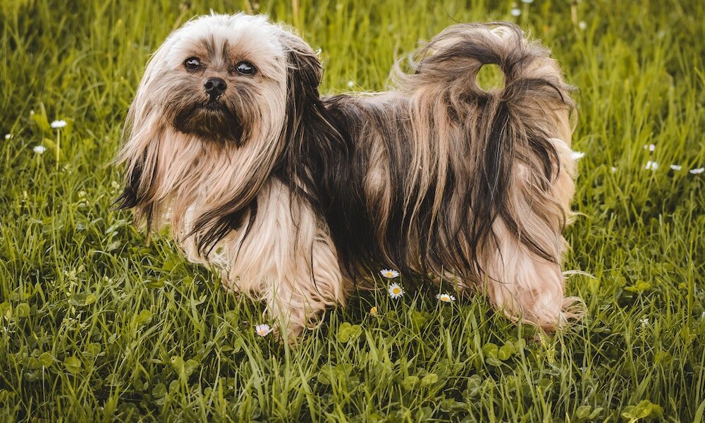 These 10 Things Might Seem Harmless — But Your Dog Can’t Stand Them