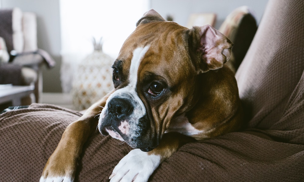 Dog Owners Often Miss These Early Warning Signs