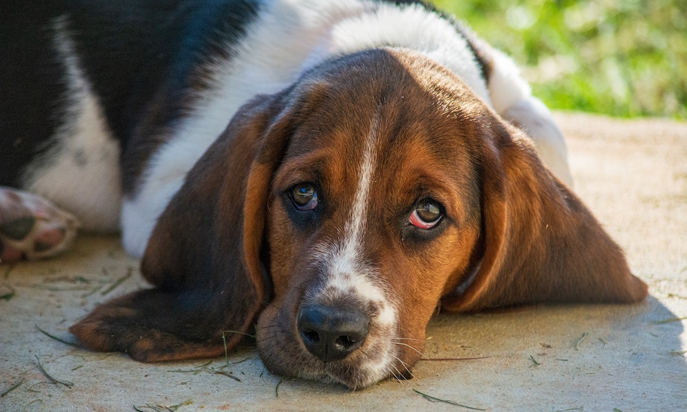 15 Least Aggressive Dog Breeds