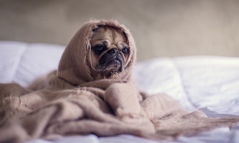 Dog Owners Often Miss These Early Warning Signs