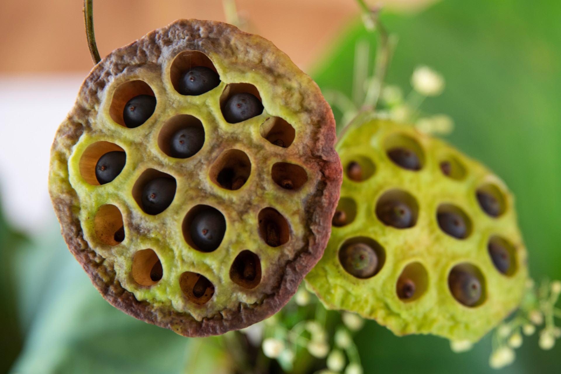 Zeldzame fobieën waar je waarschijnlijk nog nooit van hebt gehoord