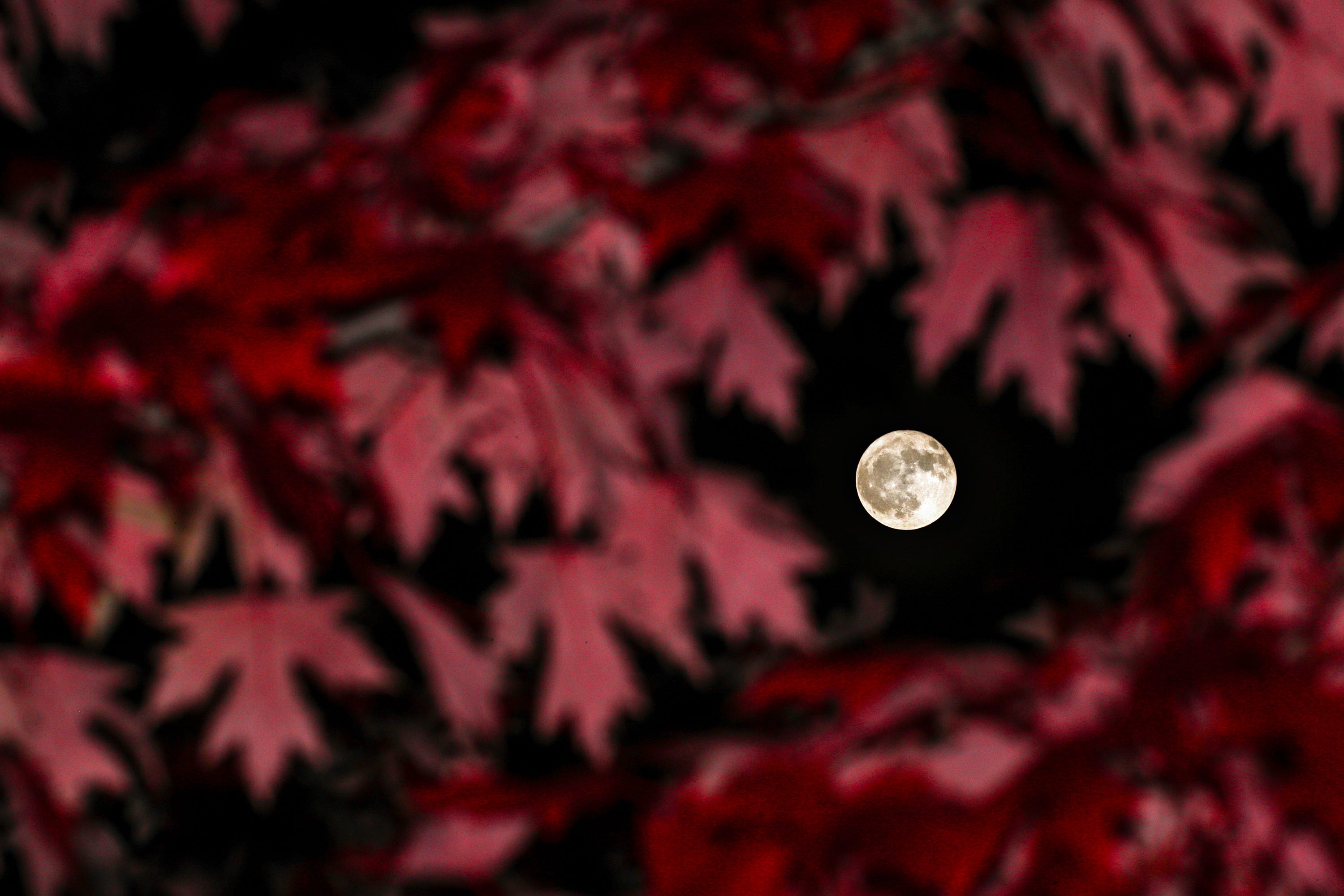 Should you rake your leaves this fall? Here's what to know