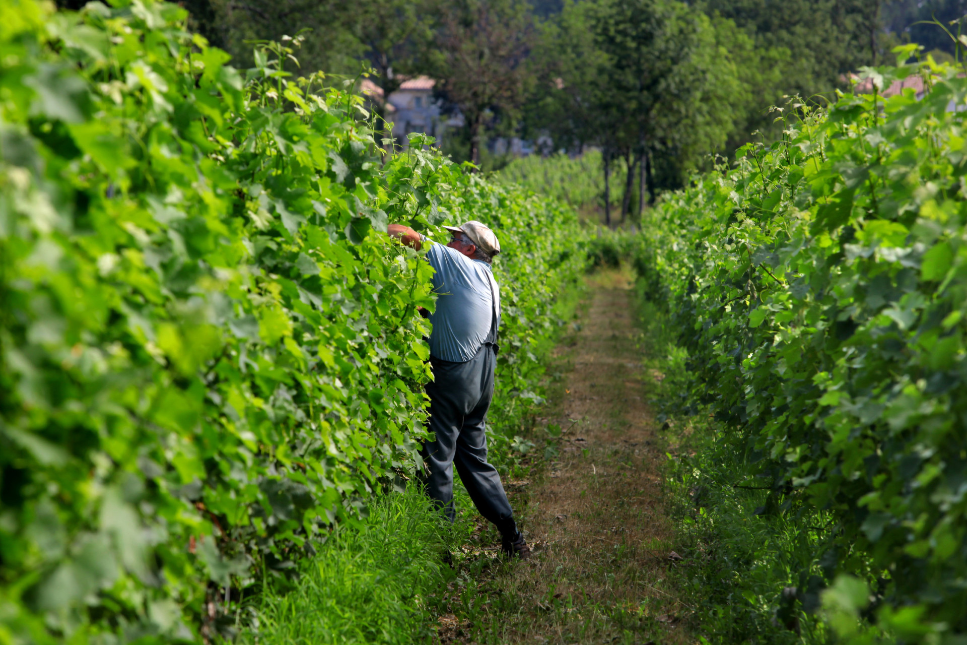 Why is France destroying 30,000 hectares of vineyards?