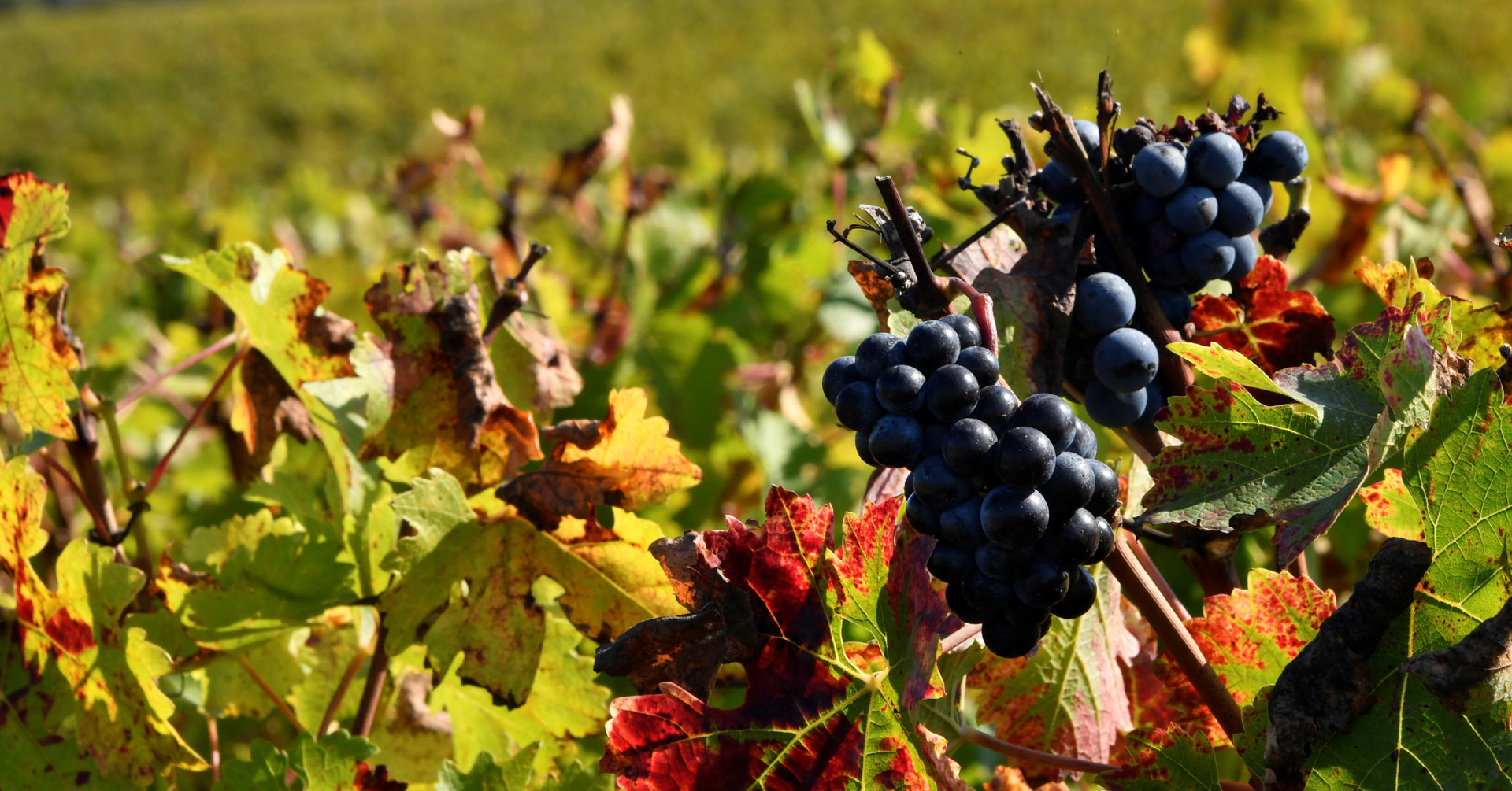 Why is France destroying 30,000 hectares of vineyards?