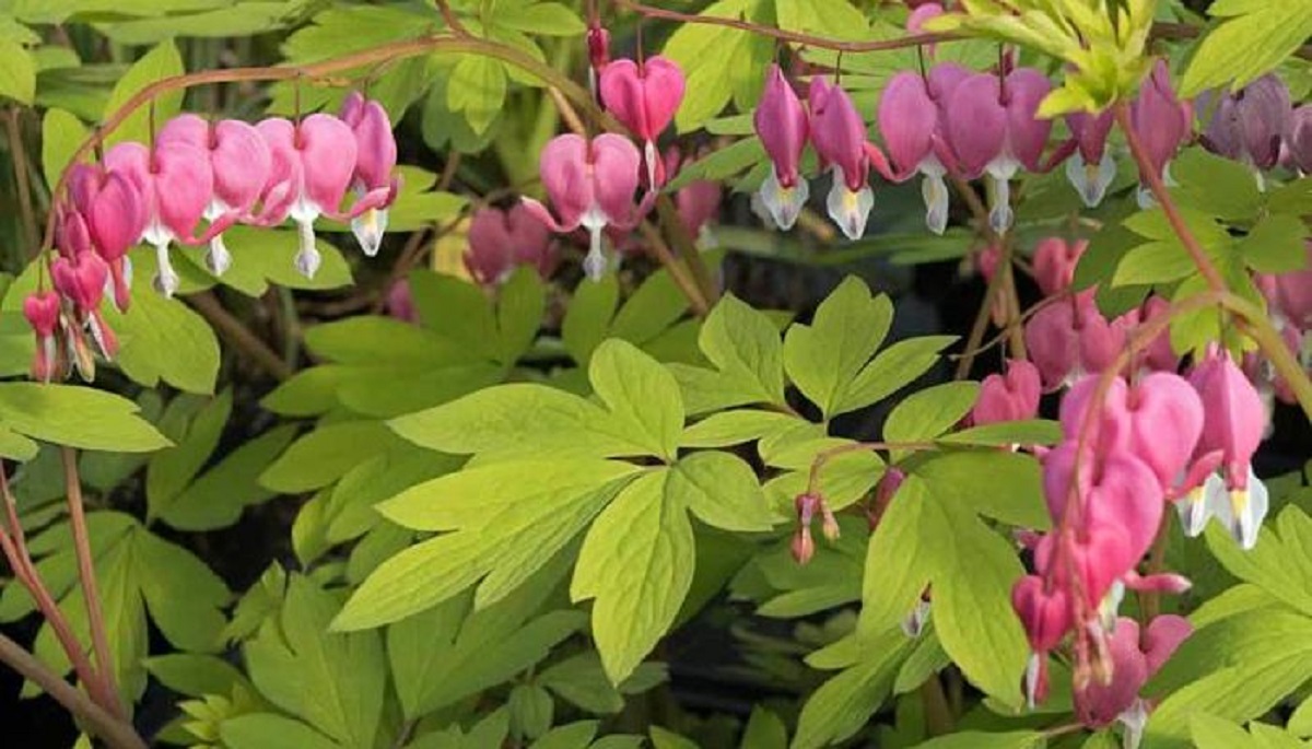 Corazón Sangrante: Guía Completa de Cultivo, Cuidados y Variedades