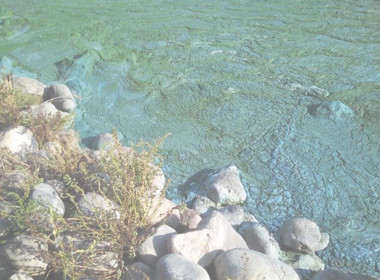 McDowell Dam algae update