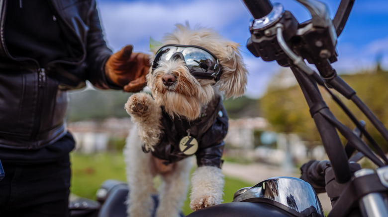 Want To Bring Your Dog On A Motorcycle Ride? Here Are 5 Things To ...