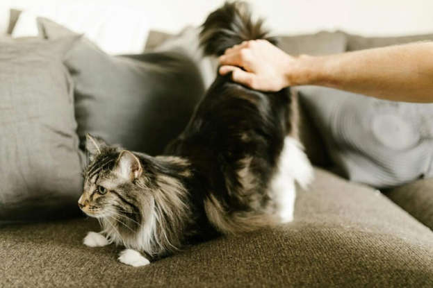 10 Key Differences Between Ragdoll and Maine Coon Cats 10 Key Differences Between Ragdoll and Maine Coon Cats