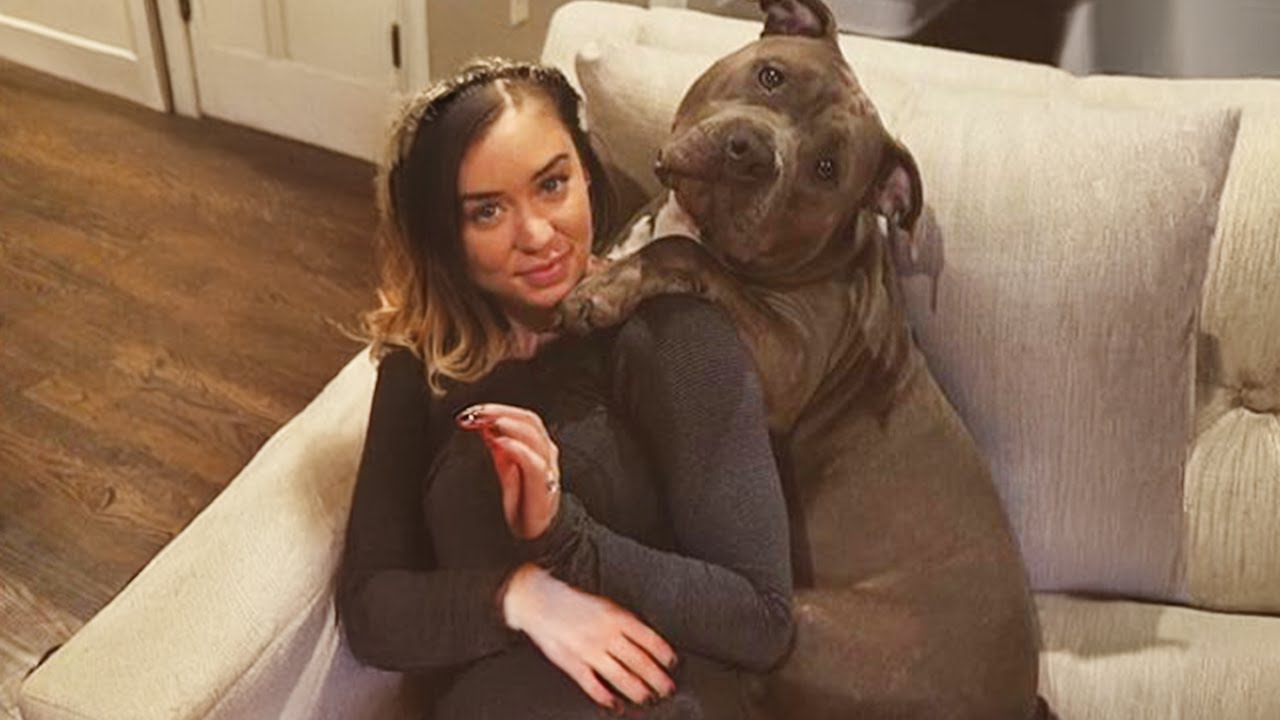 Sweet pitbull moments that will change your view