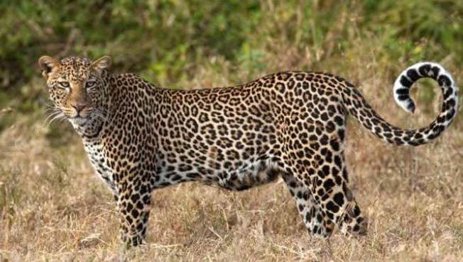 Leopard Attack: बिबट्याच्या हल्ल्यात महिलेचा मृत्यू; शिरूर तालुक्यातील इनामगाव येथील घटना