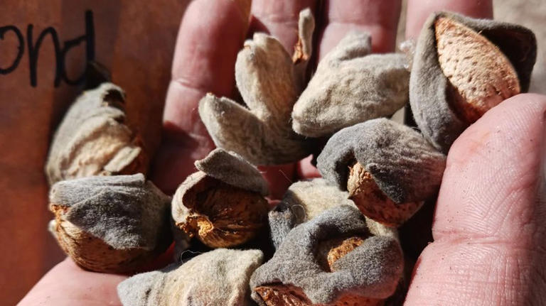 24 Types Of Almonds, Explained