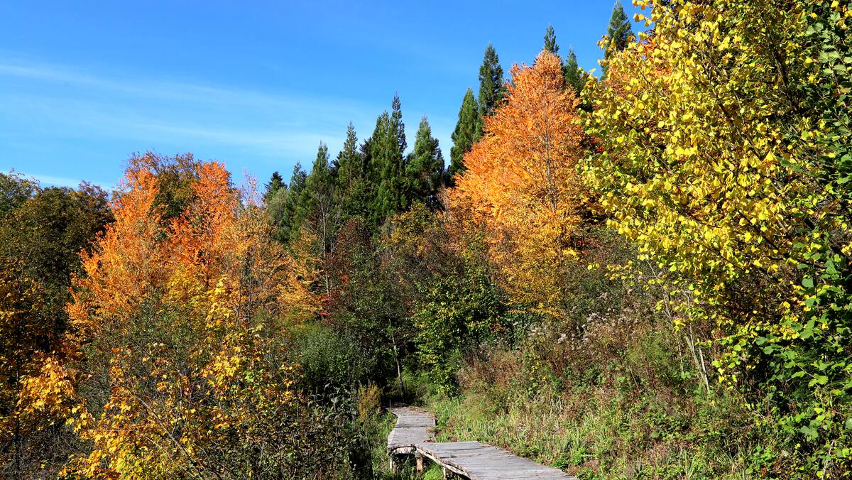 Profitez des couleurs d’automne: Admirez l'automne grâce à ces 5 ...