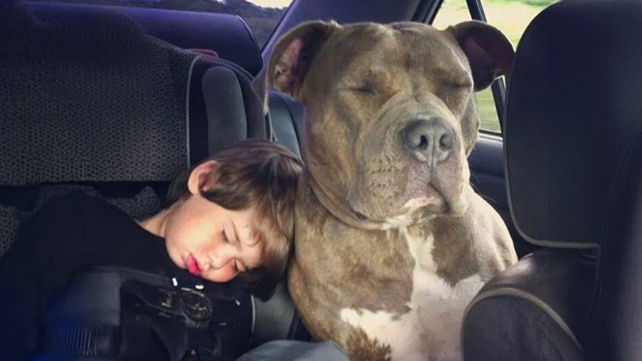 Dogs and Little Friends Become Perfect Travel Companions