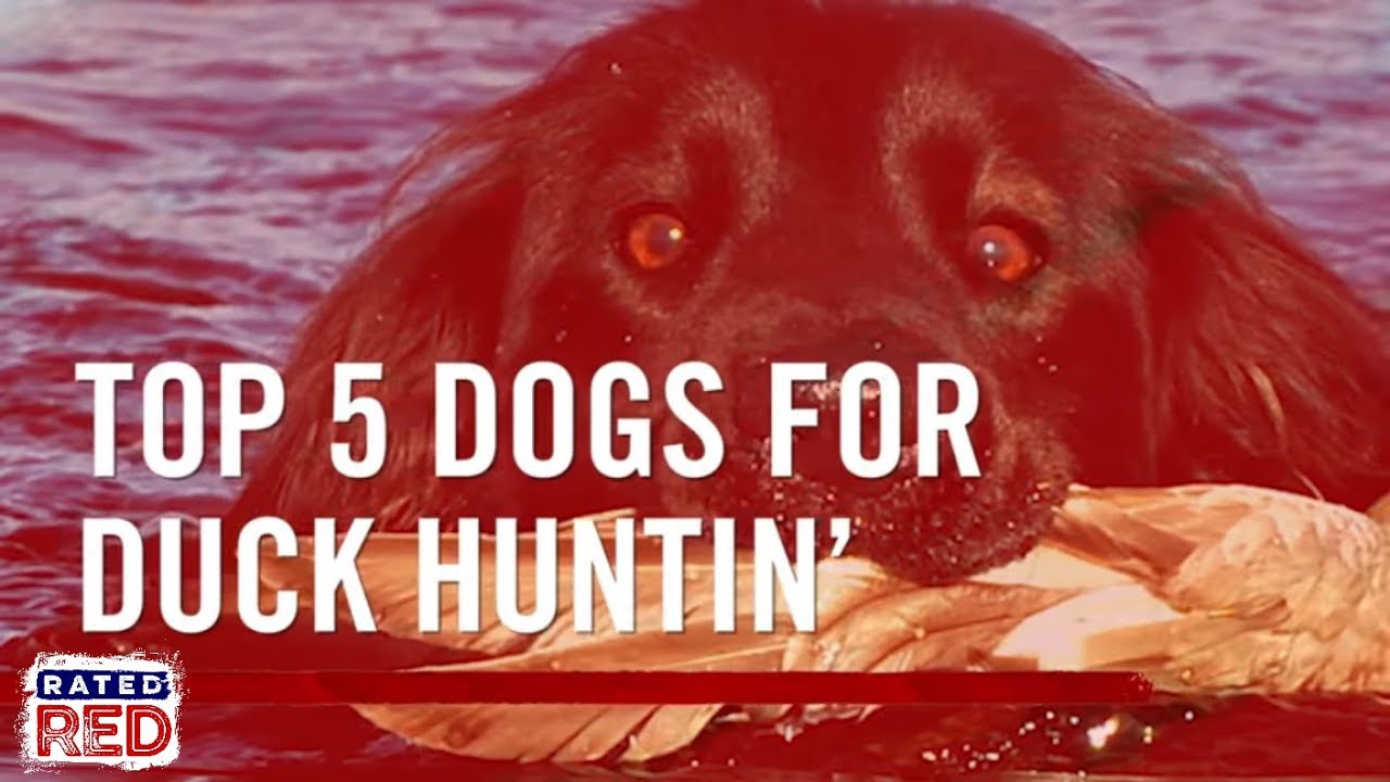 Top 5 Dog Breeds for Duck Hunting
