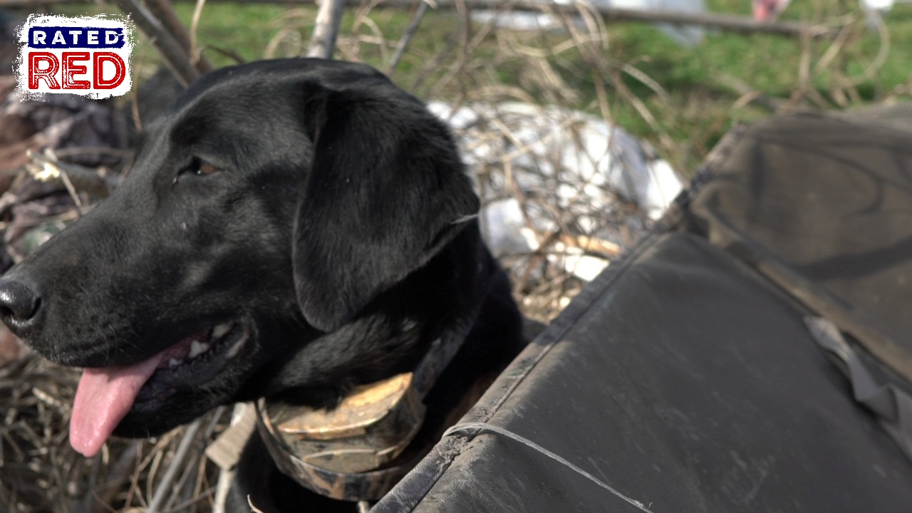 We Love This Loyal Bird Dog Breed