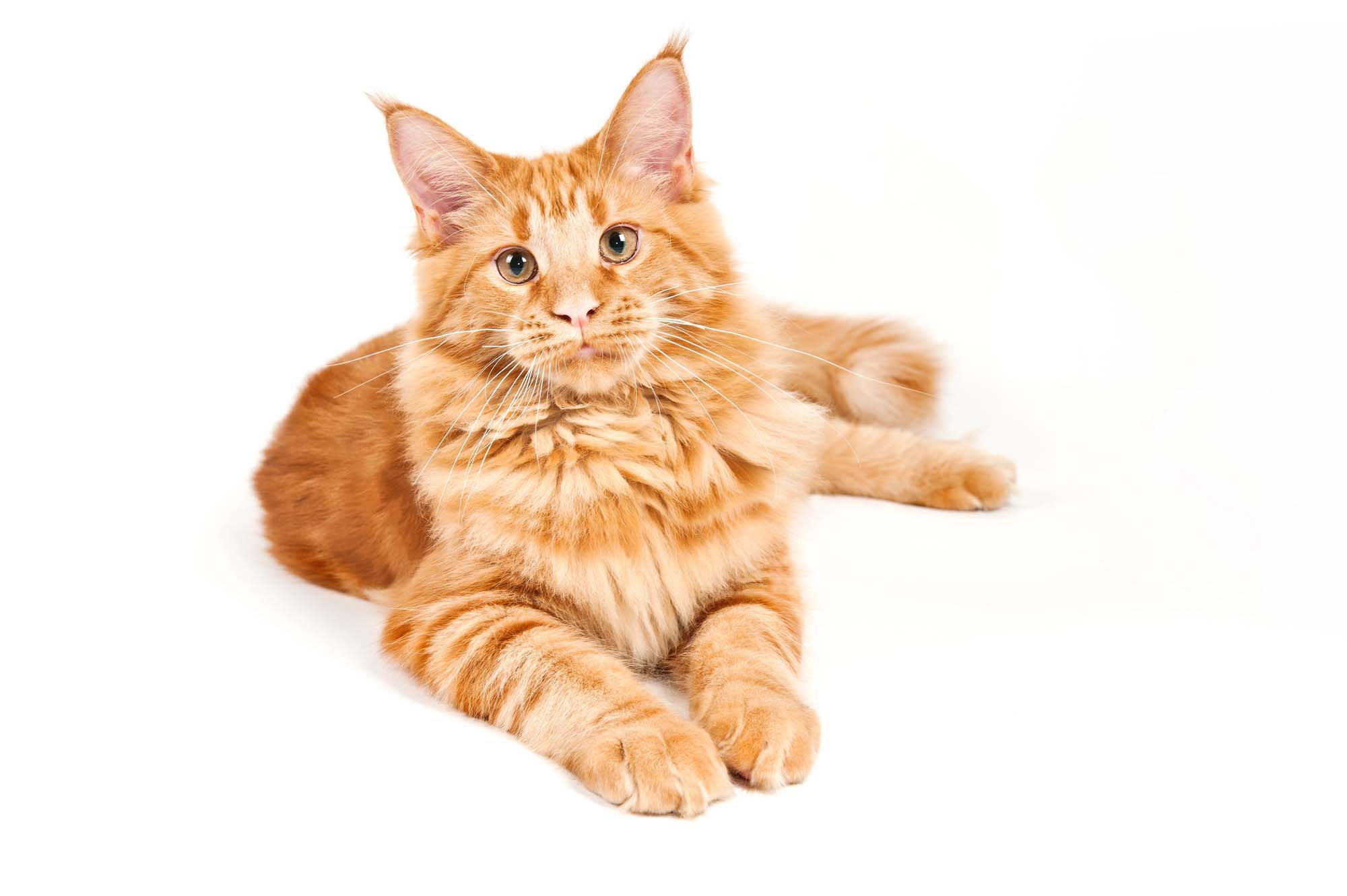 10 Painful Signs Your Cat Doesn’t Feel the Love (and How To Win It Back)