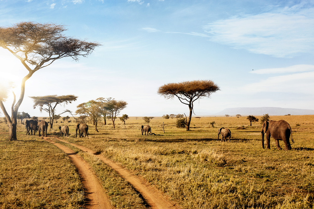 16 tips for a successful safari in the Serengeti
