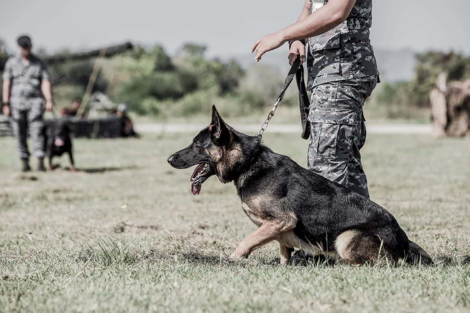 The Most Common Breeds of Dogs Used For K9 Policing Around The World