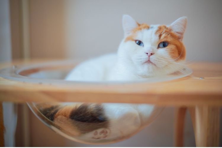 10 Painful Signs Your Cat Doesn’t Feel the Love (and How To Win It Back)