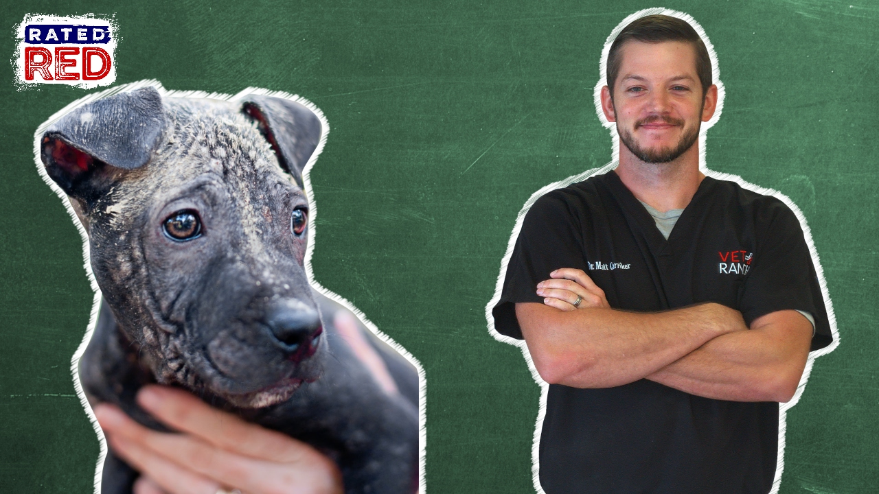 Pet 101: How to Safely Treat Mange in Dogs