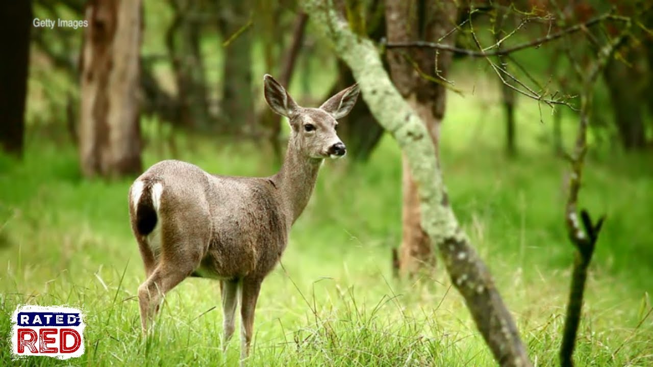 Where to Aim for a Perfect Deer Bulls-Eye