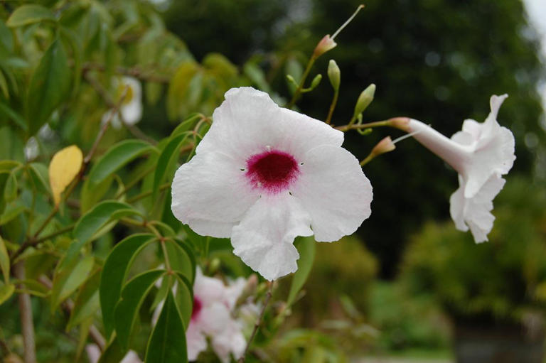 Pandorea jasminoides: guía completa de cuidados y características
