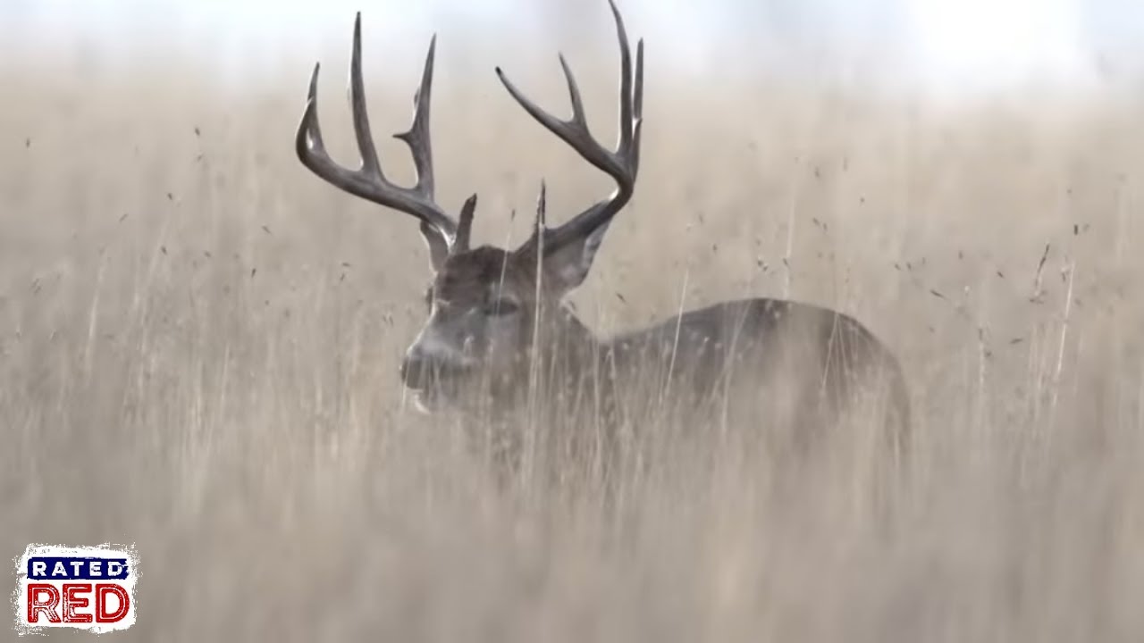 How Hunters Accurately Tell the Age of a Buck Deer